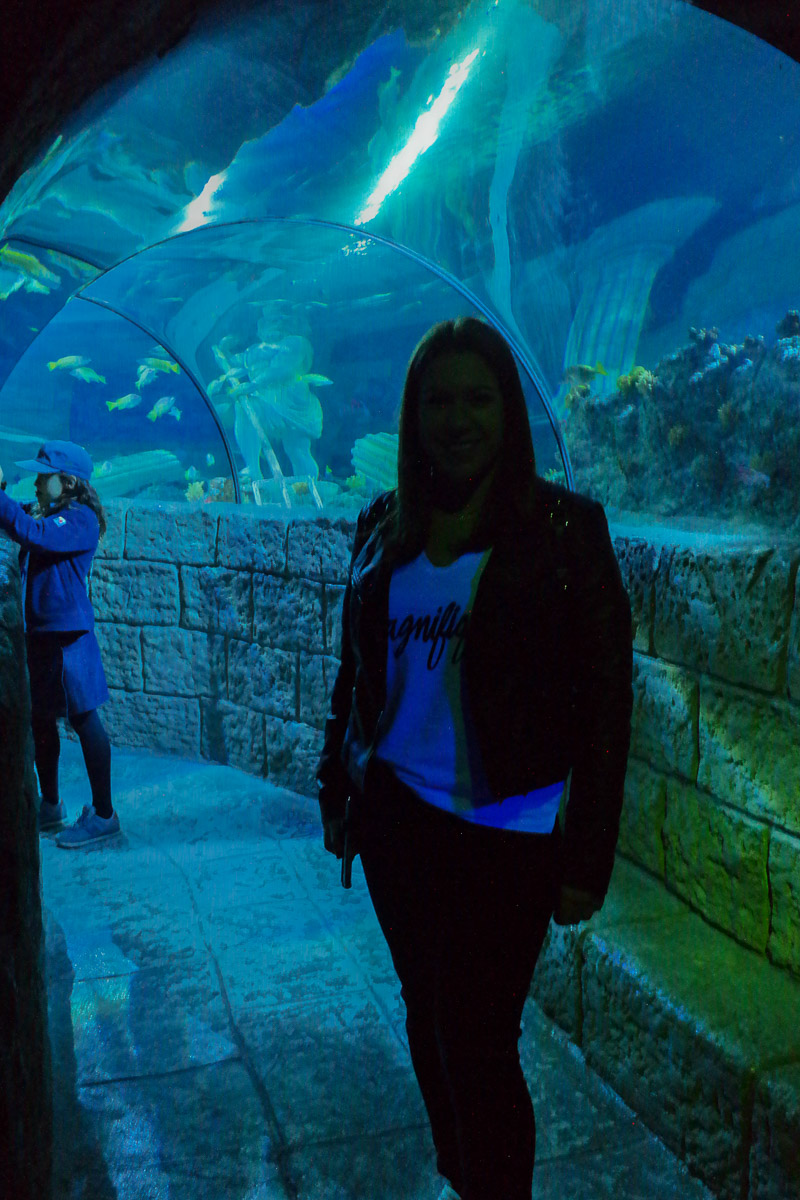 Como visitar o Sea Life, no Porto • Portugal • Viver o Mundo