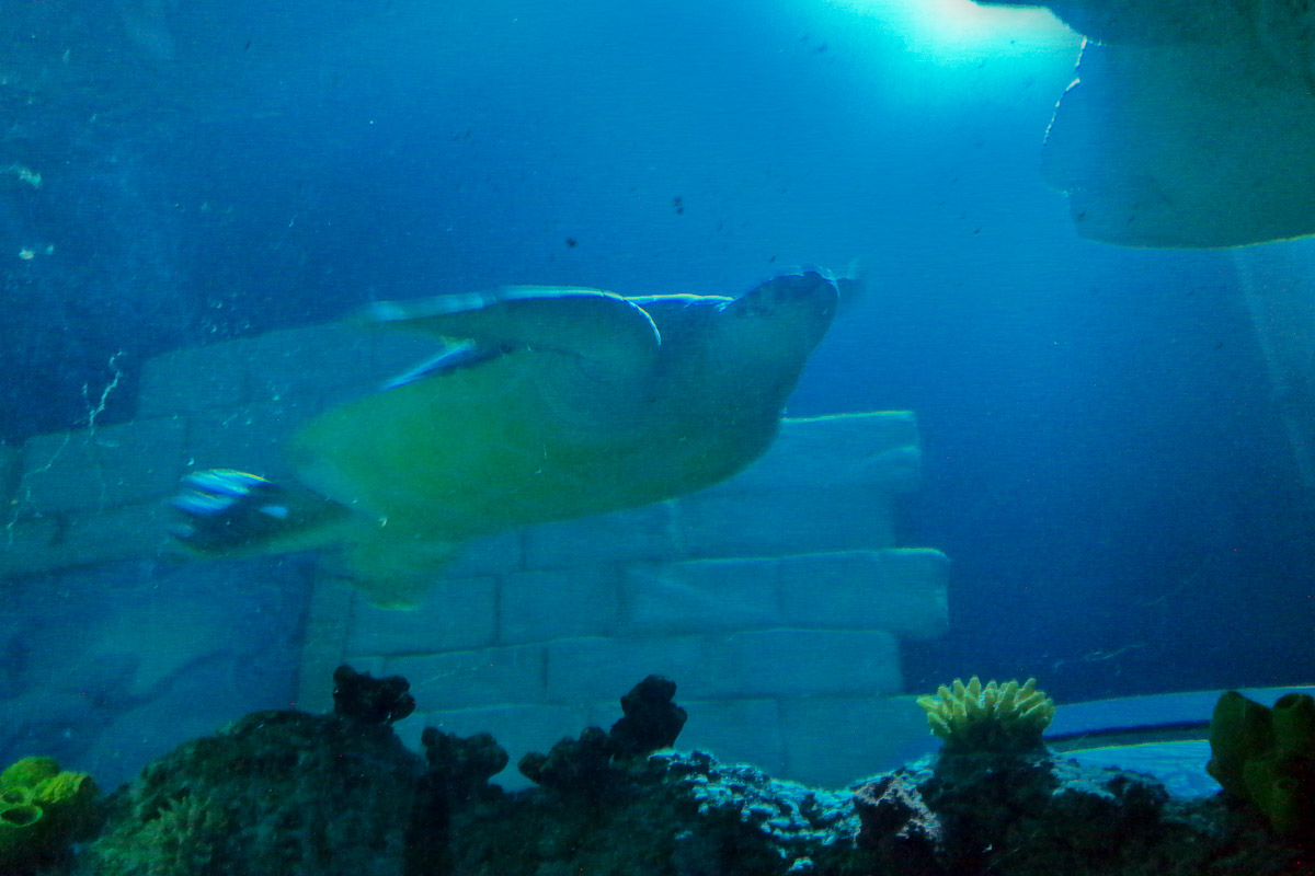 Como visitar o Sea Life, no Porto • Portugal • Viver o Mundo